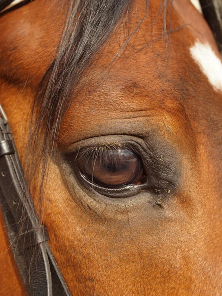 Caballos ojos fotos de stock, imágenes de Caballos ojos sin royalties | Depositphotos