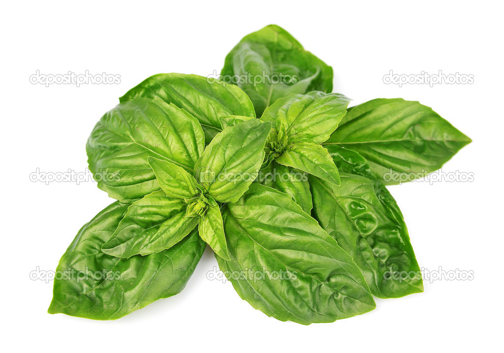 Feuilles de basilic frais — Photographie margo555 © #22468019