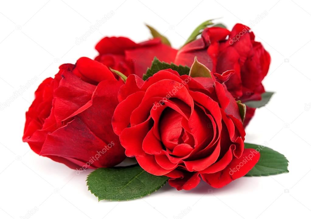 Red roses isolated — Stock Photo © margo555 #23456626