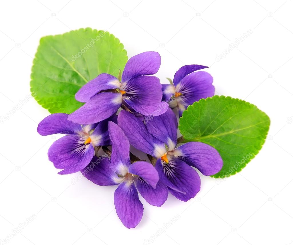 Violets flowers Stock Photo by ©margo555 23597953
