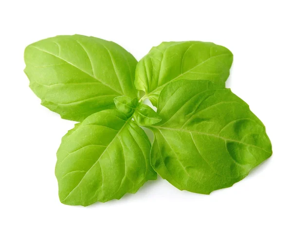 Fresh basil leaves — Stock Photo © margo555 #11830435
