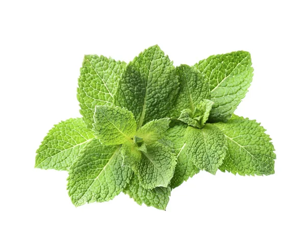 Fresh Mint Leaves White Backgrounds — Stock Photo © margo555 #524482930