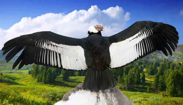 Andean condor sitting on rock Stock Photo by ©Jim_Filim 119459342