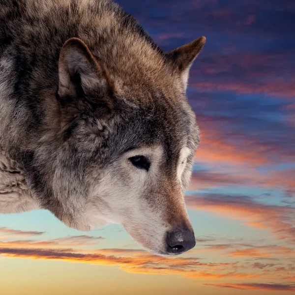 Wolf head Stock Photos, Royalty Free Wolf head Images | Depositphotos