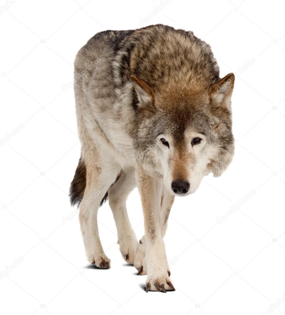 Wolf. Isolated over white background — Stock Photo © Jim_Filim #18202323
