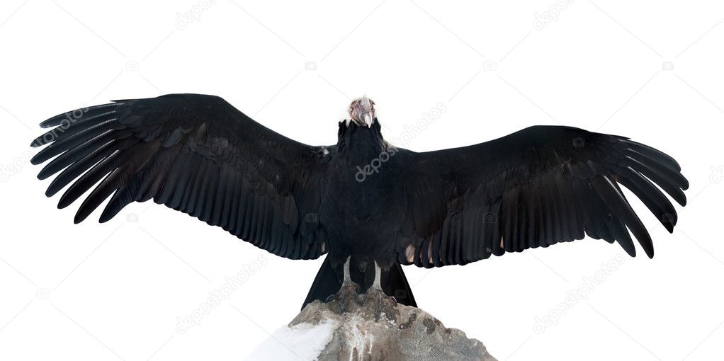 Andean condor. Isolated over white Stock Photo by ©Jim_Filim 24184025
