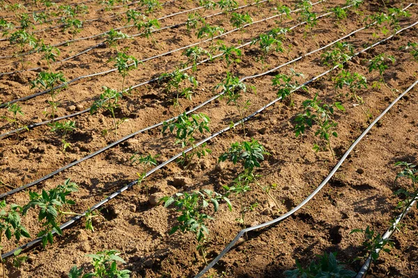 Automatic drip irrigation system for tomato seedlings in a summer field ...