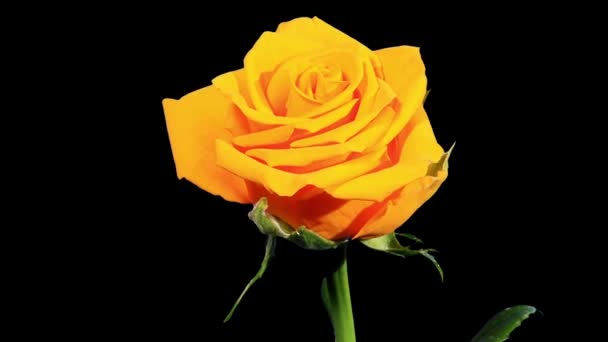 37 Green screen rose Videos, Royalty-free Stock Green screen rose ...