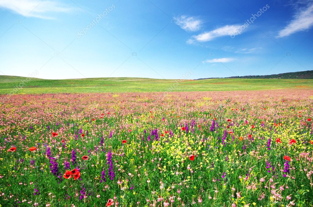 Spring flower meadow Stock Photo by ©zatvor 44052373