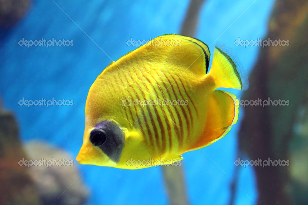 Yellow Butterfly Fish