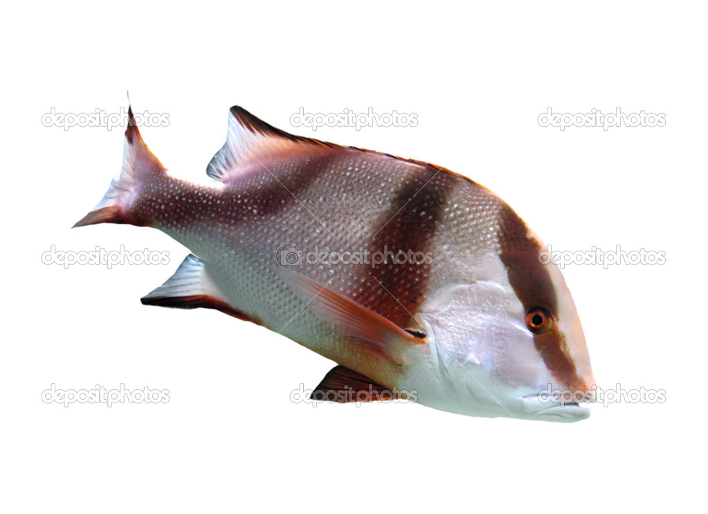 Lutjanus sebae - tropical fish — Stock Photo © Kokhanchikov #14046862