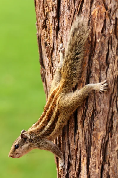 Chipmunk in tree Stock Photos, Royalty Free Chipmunk in tree Images ...