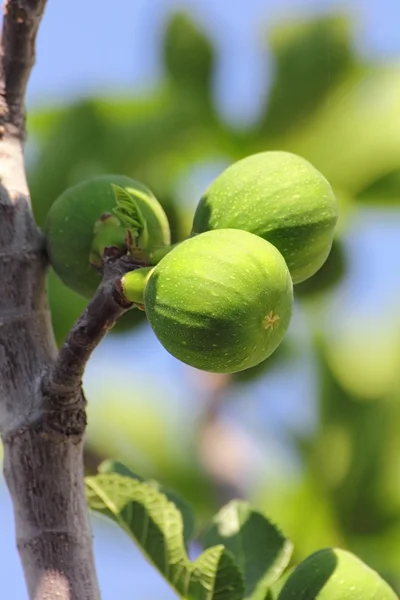 Fig tree Stock Photos, Royalty Free Fig tree Images | Depositphotos