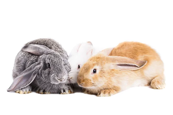 Three rabbits Stock Photos, Royalty Free Three rabbits Images ...