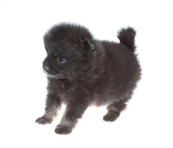 Fluff ball silhouette png Stock Photos, Royalty Free Fluff ball ...