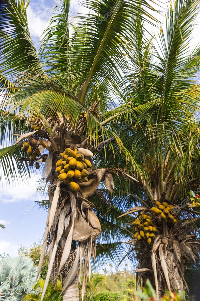 Cocoa palm — Stock Photo © AndreySt #27262729