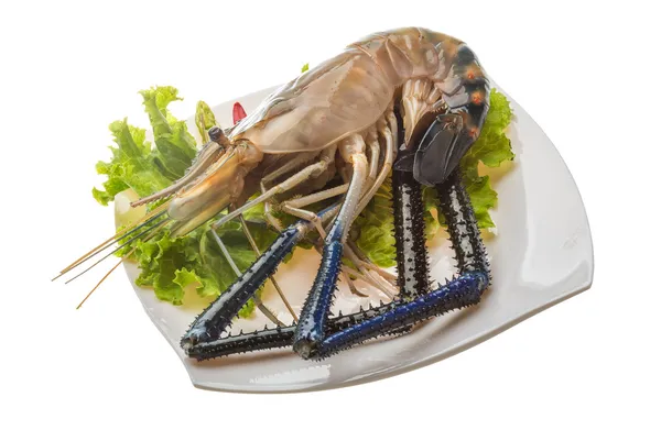 Pincers Stock Photos, Royalty Free Pincers Images | Depositphotos