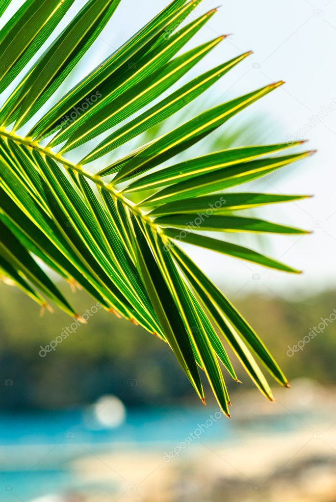 Palm Tree Background