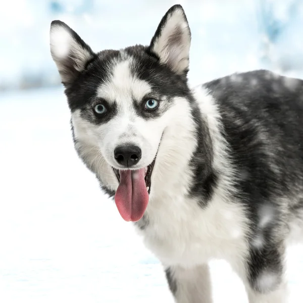Adult female husky Stock Photos, Royalty Free Adult female husky Images ...