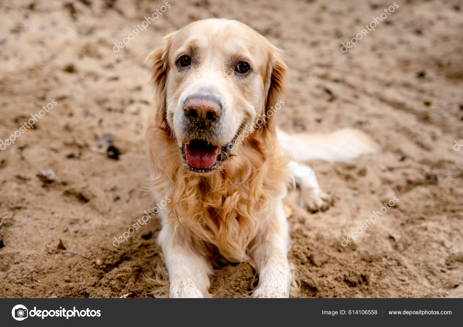 Golden Retriever Perro Descansando Hierba Aire Libre Pura Raza Perrito ...