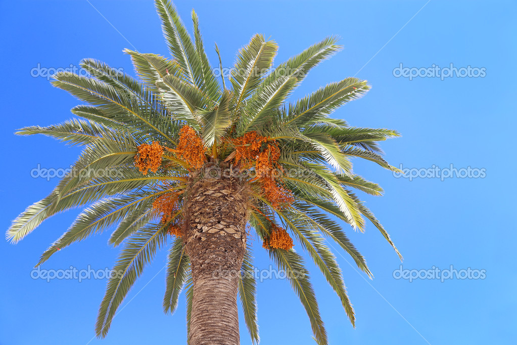 palmboom met oranje vruchten op blauwe hemel — Stockfoto © Dink101 ...