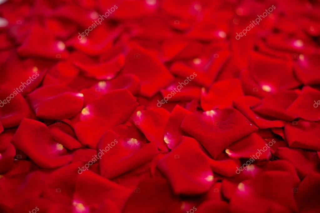 Background of red rose petals Stock Photo by ©bloodua 13438196