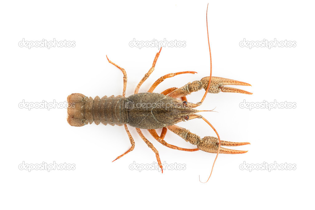 River raw crayfish Stock Photo by ©bloodua 42684793