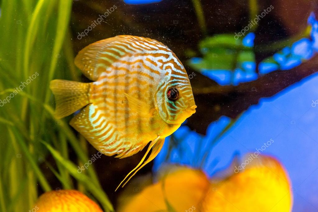 Aquarium with tropical fish of the Symphysodon discus spieces — Stock ...