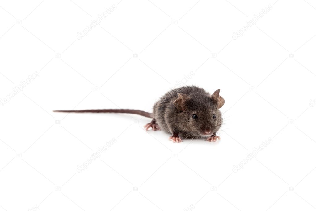 Small mouse Stock Photo by ©bloodua 48910461