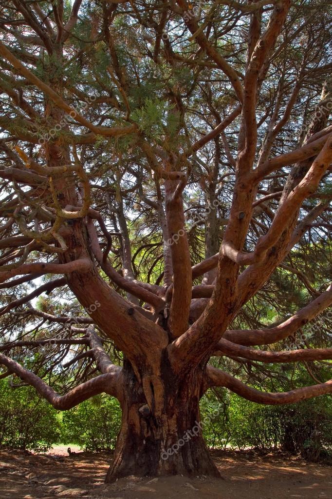Big pine tree. Stock Photo by ©Leonardi 12628470
