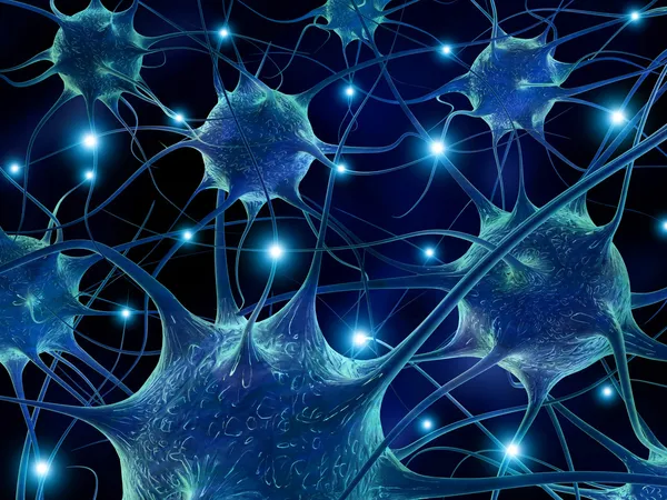 Neurons In The Brain Wallpaper