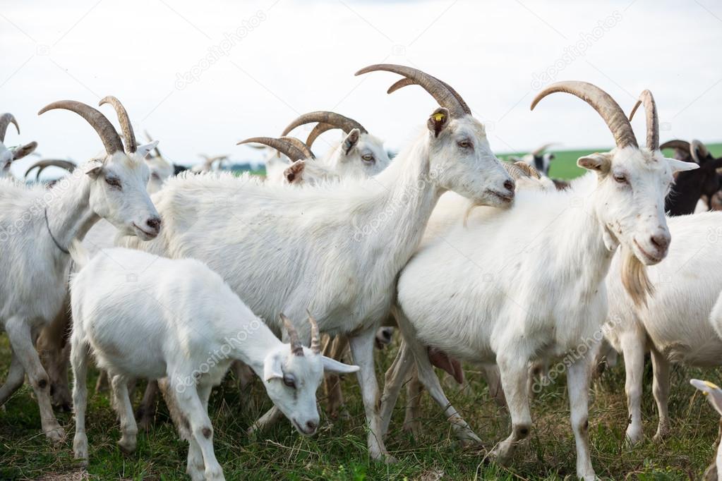 Cabras en un rebaño: fotografía de stock © gerasimov #50727955 ...