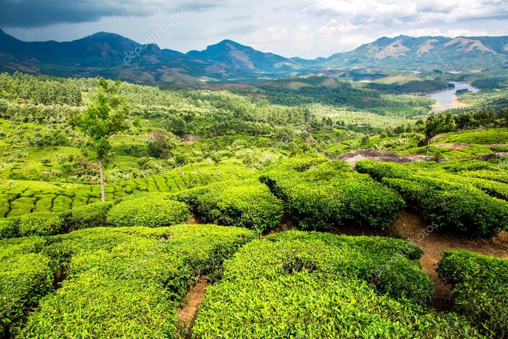 Tea plantations in India — Stock Photo © cookelma #24731267