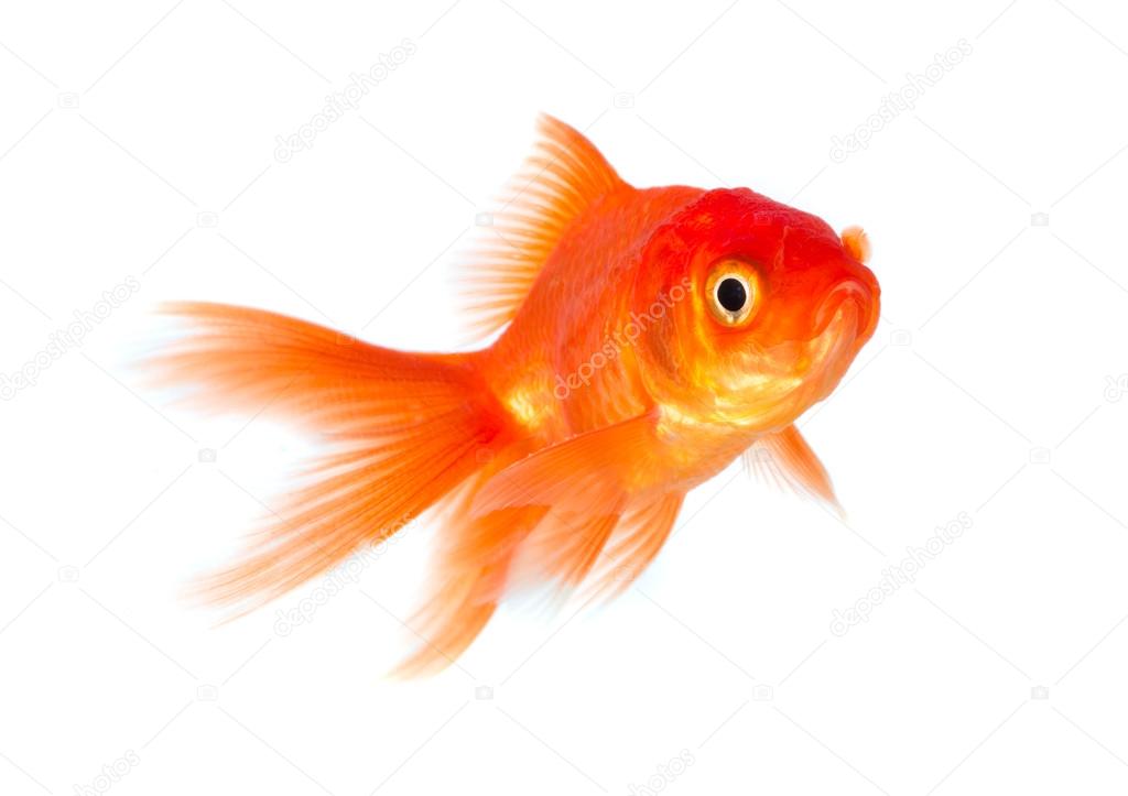 Goldfish — Stock Photo © cookelma #31411301