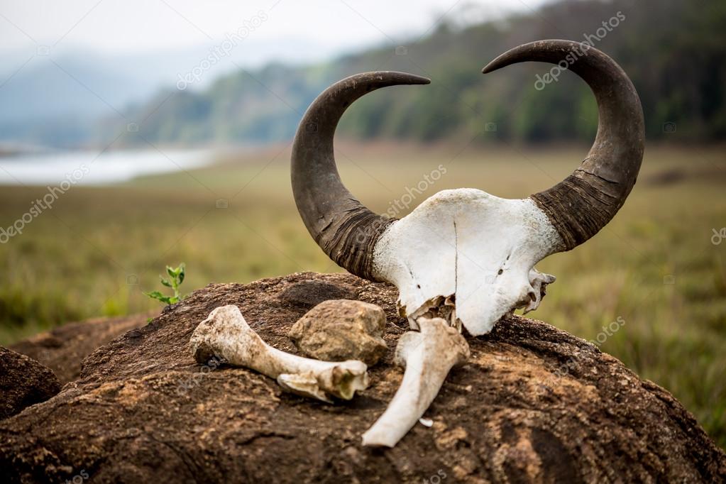 Gaur Skeleton