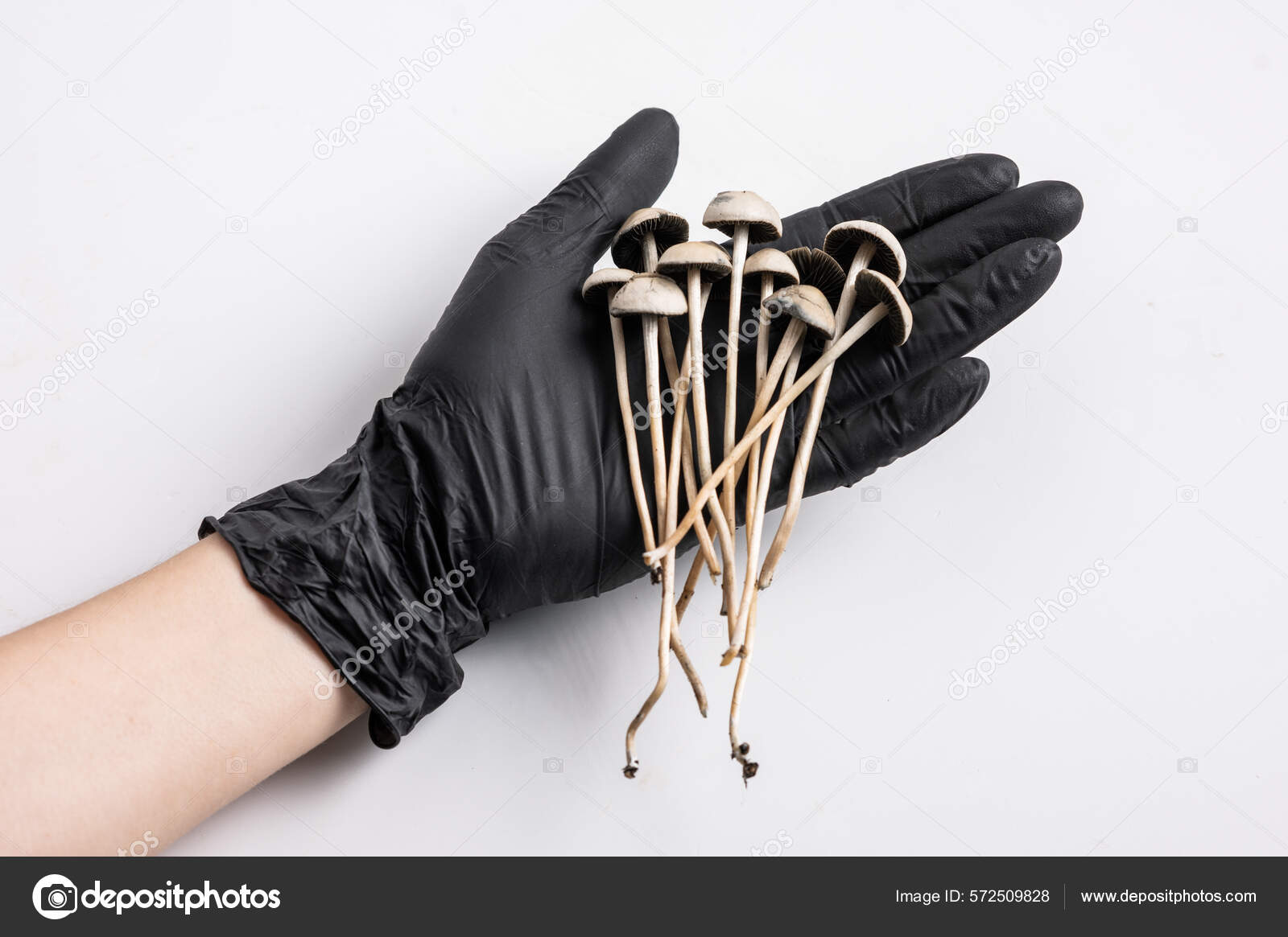 Psilocybin Natural Mushroom Psychedelic Hallucinogen Psilocybe Shrooms ...