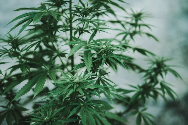 Marijuana medical leaf in hand, cannabis cultivation — Stock Photo ...