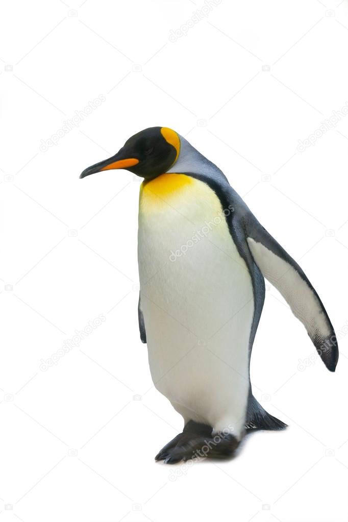 Grand pingouin impérial — Photographie Lenorlux © #33228313