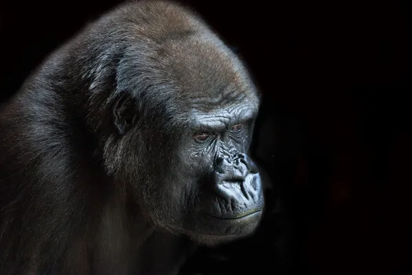 Silverback Pictures, Silverback Stock Photos & Images | Depositphotos®