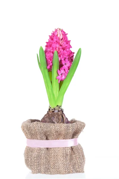 Beautiful hyacinth flower bulbs in pot — Stock Photo © janoka82 #38642379