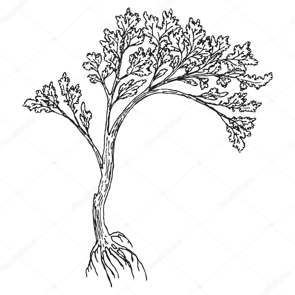 Big tree with roots — Stock Vector © VIPDesignUSA #44207533