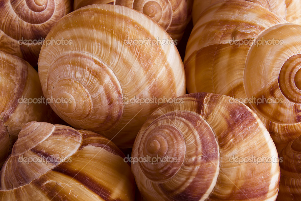 Snail shell Stock Photo by ©VIPDesignUSA 47258523
