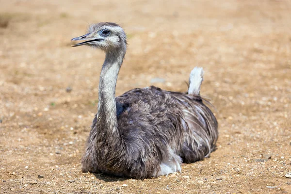 Rhea Stock Photos, Royalty Free Rhea Images | Depositphotos