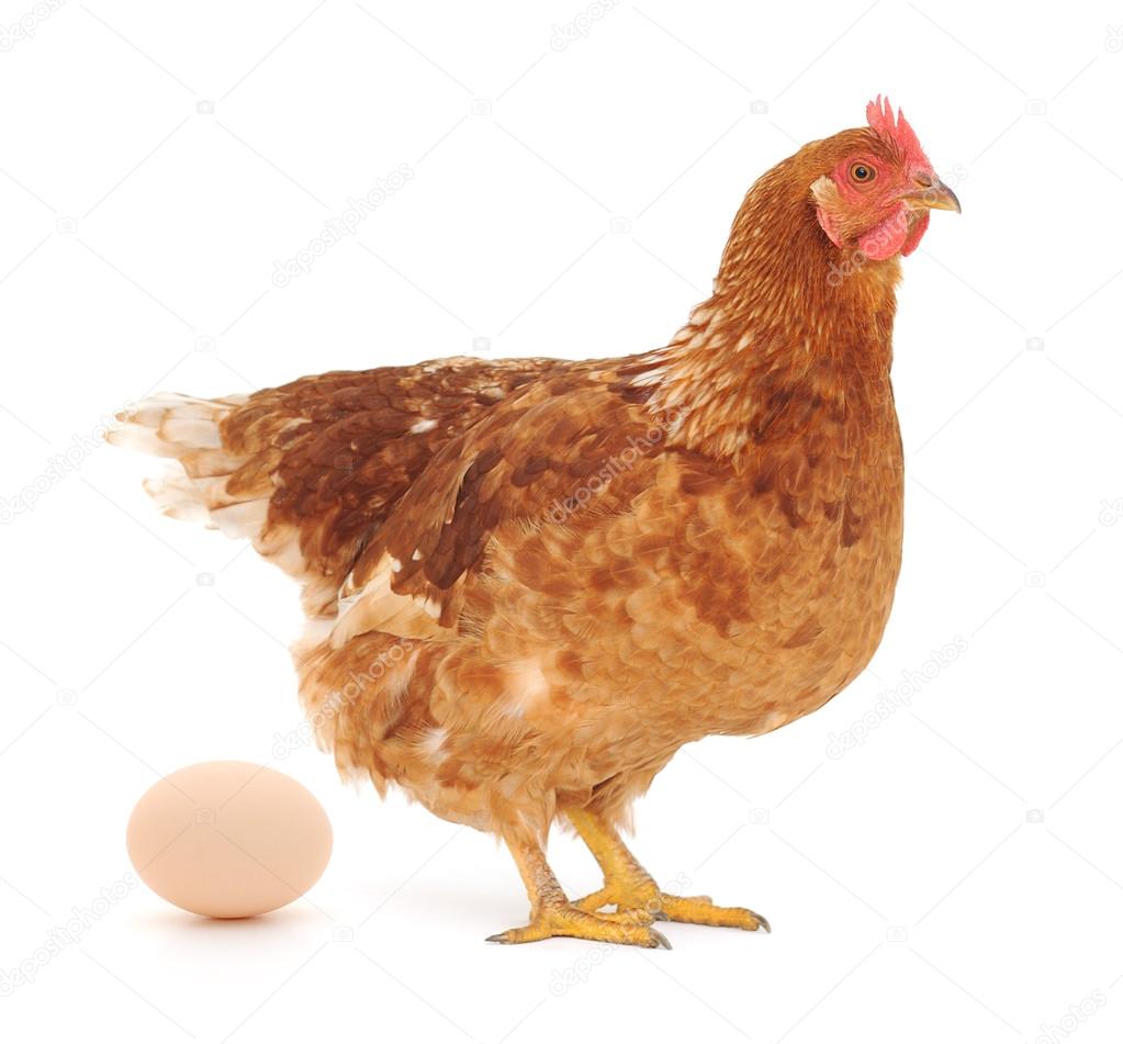 Hen and Egg — Stock Photo © Tsekhmister #21206035