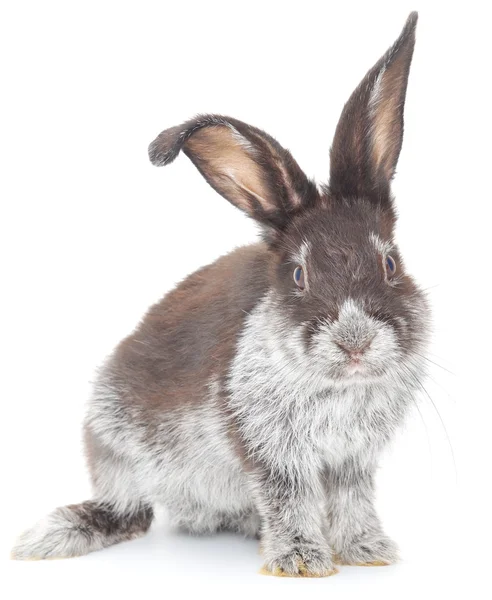 A lying chocolate colored lionhead bunny rabbit — Stock Photo ...