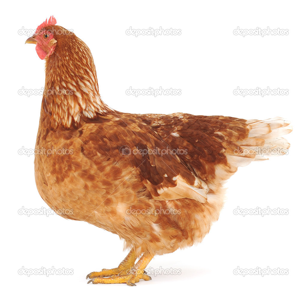 Brown hen — Stock Photo © Tsekhmister #29300599