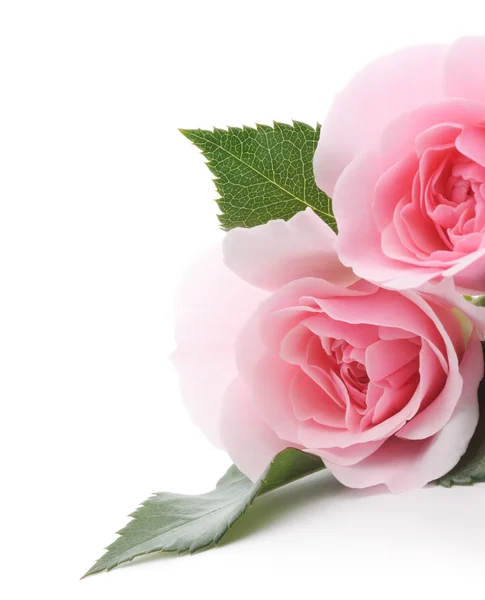 Pink Roses — Stock Photo © Tsekhmister #51472309