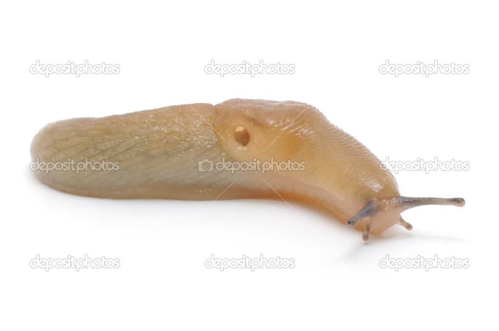 Slug Stock Photo by ©Tsekhmister 31479051