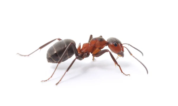 Ants playing — Stock Photo © antrey #8700575