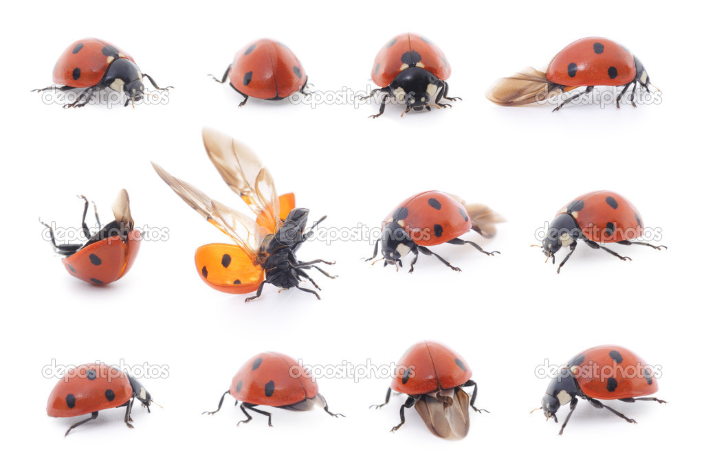 Ladybug set on white background ⬇ Stock Photo, Image by © Tsekhmister ...